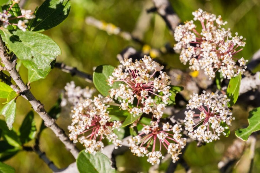 The 10 Best Herbs For Lymphatic System | Boost Drainage & Immunity