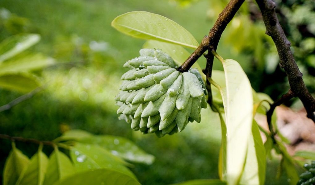 Lilikoi Nutrition Facts & Health Benefits You Should Know